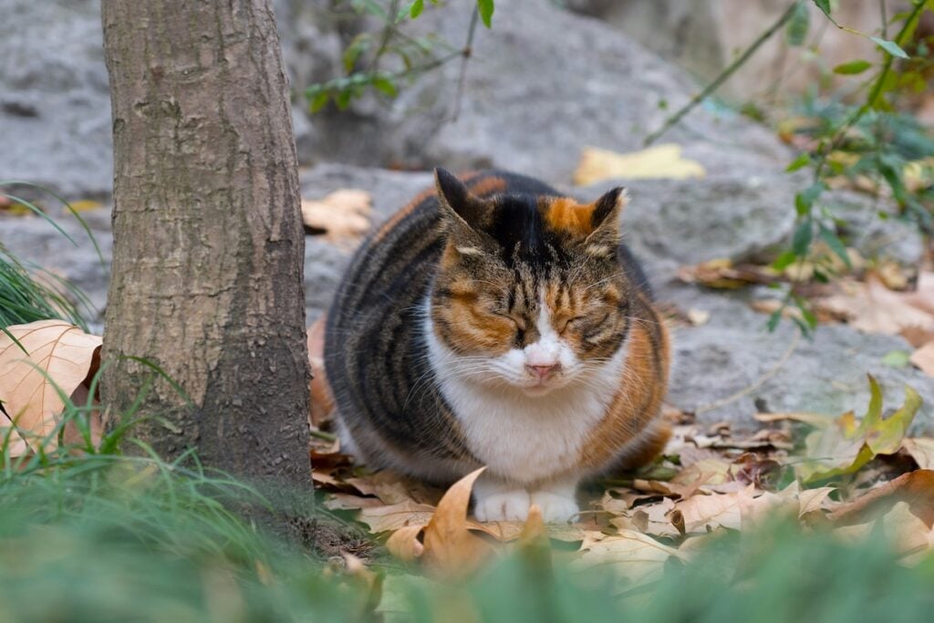 11 Best Cat Photography Tips to Improve Your Pet Photography