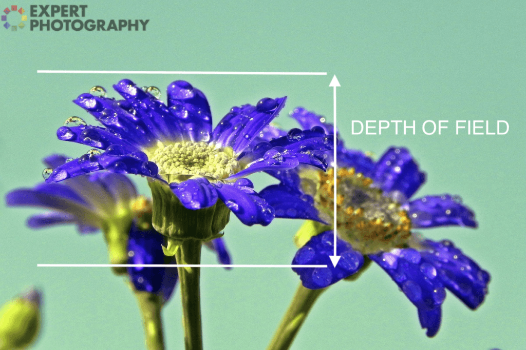 13 Flower Photography Tips for More Creative Photos