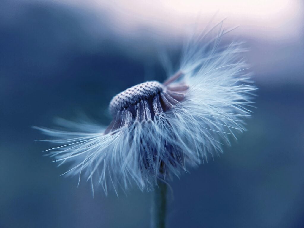 How to Take Macro Photos: A Complete Guide