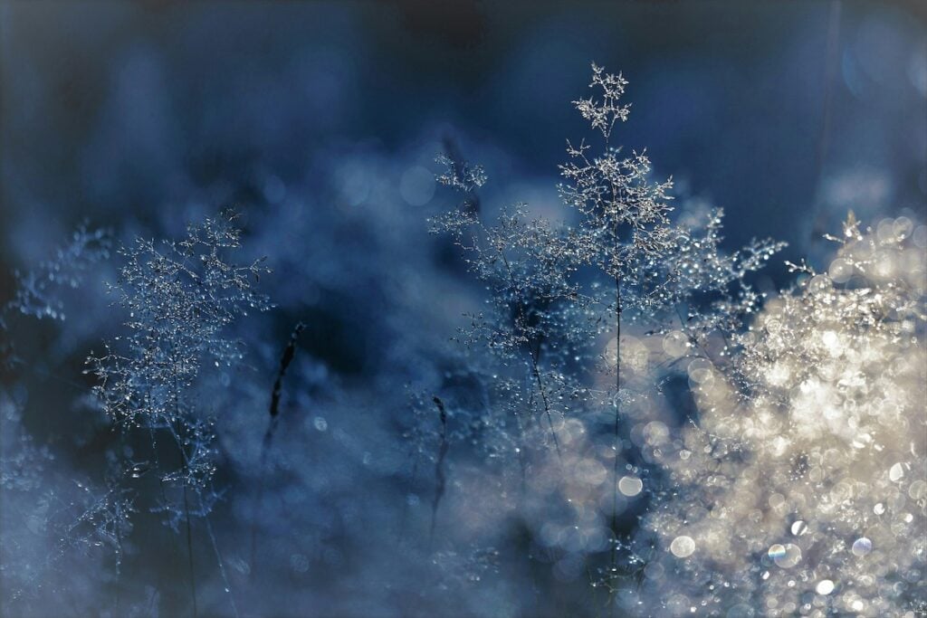 How to Take Macro Photos: A Complete Guide